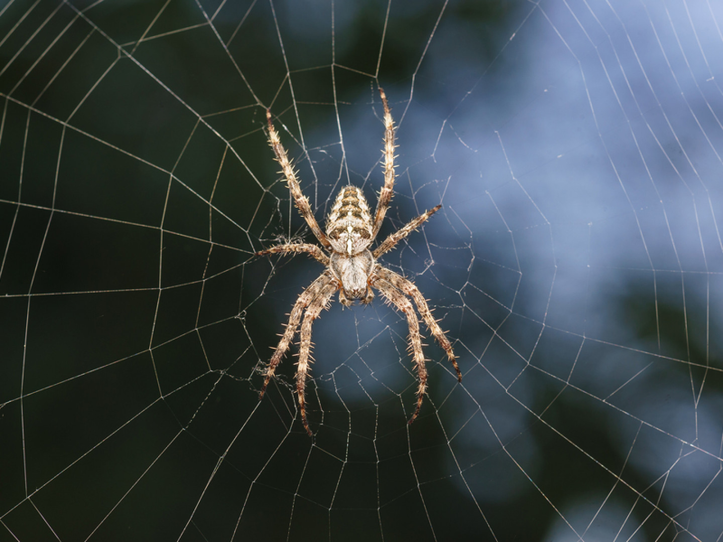 Spider Prevention Services | Lubbock, Wolfforth & Slaton, TX | Lubbock ... Spider Prevention Services | Lubbock, Wolfforth & Slaton, TX | Lubbock ...