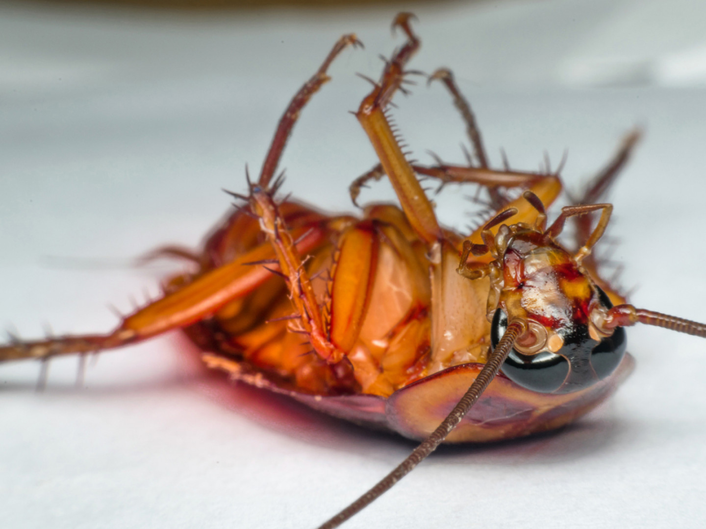 Roach Prevention Tips | Lubbock, TX | Bug Zappers Pest Control